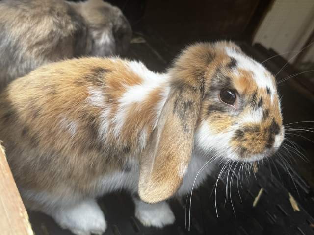 Pure Mini lops & Flemish giant x mini ready for forever homes | Rabbits ...