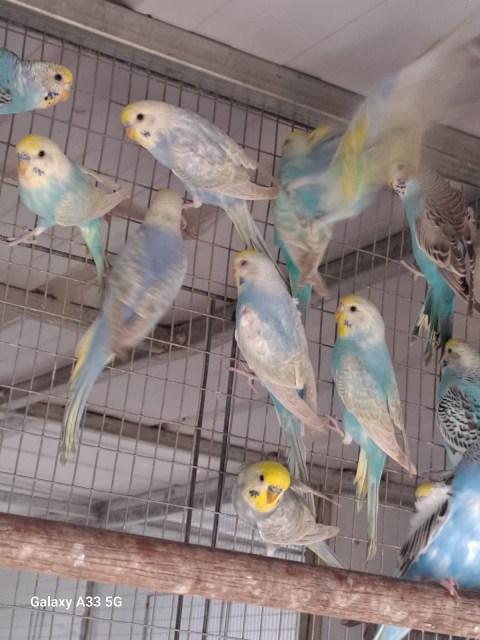 Young Budgies | Birds | Gumtree Australia Lockyer Valley - Plainland ...