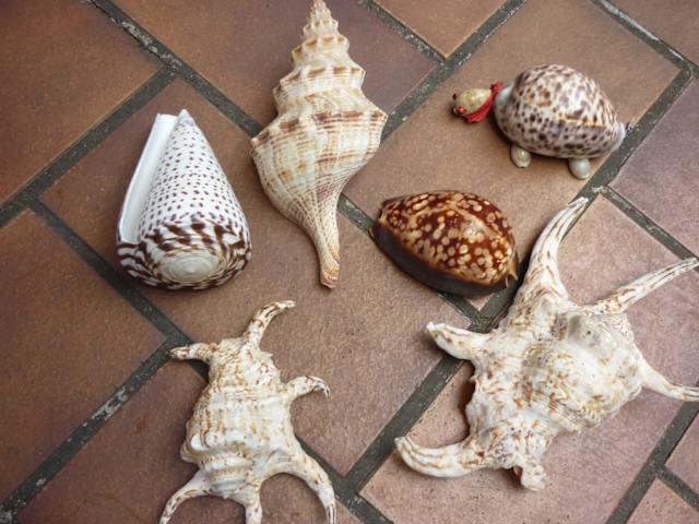 Group of six seashells | Collectables | Gumtree Australia Wollongong ...