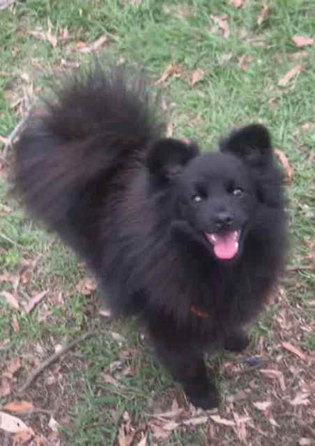 ️‍🔥Stunning Spitz puppy ️‍🔥 | Dogs & Puppies | Gumtree Australia ...