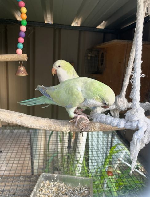 Turquoise Pallid Quaker Pair | Birds | Gumtree Australia Wagga Wagga ...