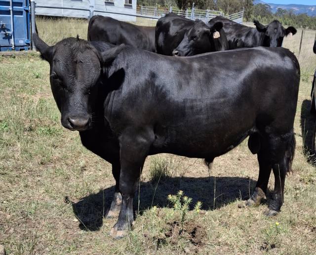 PURE BLACK ANGUS BULLS | Livestock | Gumtree Australia Lithgow Area ...