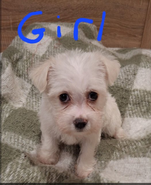 mini foxie x Maltese female puppy | Dogs & Puppies | Gumtree Australia ...