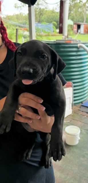 Puppies in need of a new home ASAP | Dogs & Puppies | Gumtree Australia ...