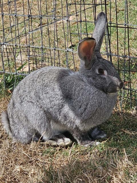 Flemish giant rabbits male and female | Rabbits | Gumtree Australia ...