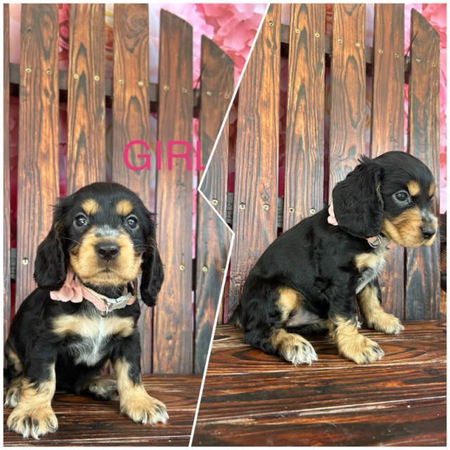 PURE BRED ENGLISH COCKER SPANIELS GORGEOUS PUPPIES | Dogs & Puppies | Gumtree Australia Great ...