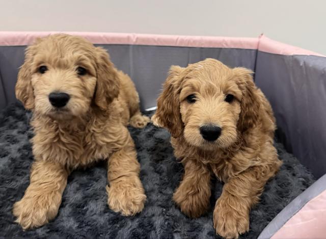 F1 First Gen groodle puppies for sale ready to go parents DNA cleared ...