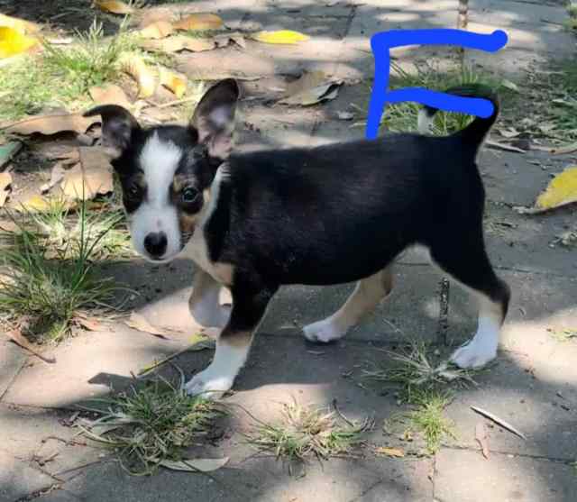 tri colour border collie | Dogs & Puppies | Gumtree Australia ...