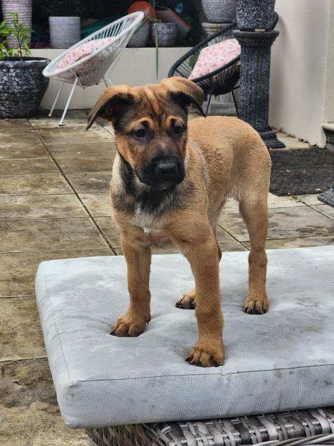 German shepherd | Dogs & Puppies | Gumtree Australia Shepparton City ...