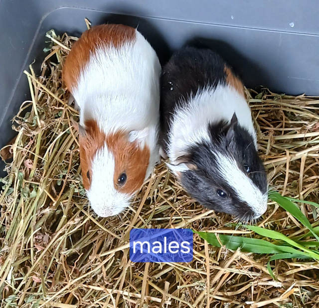 young guinea pigs - great first pet for children | Other Pets | Gumtree ...
