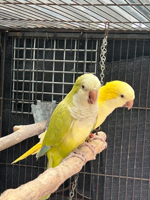 Birds - Quaker Parrot Breeding Pair | Birds | Gumtree Australia ...