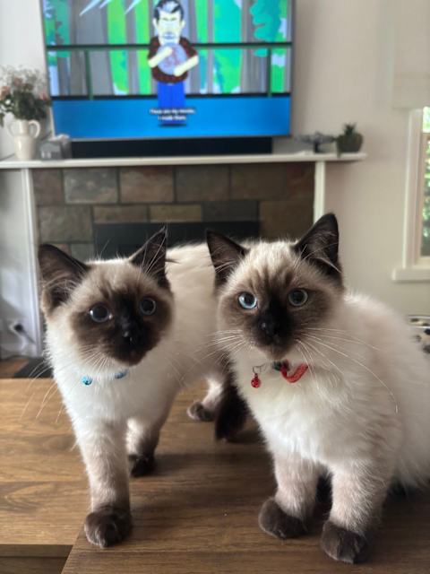 Male ragdoll kittens ready for new home | Cats & Kittens | Gumtree ...