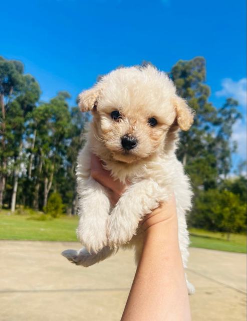 LAST BOY TOY JAPOODLE READY NOW | Dogs & Puppies | Gumtree Australia ...