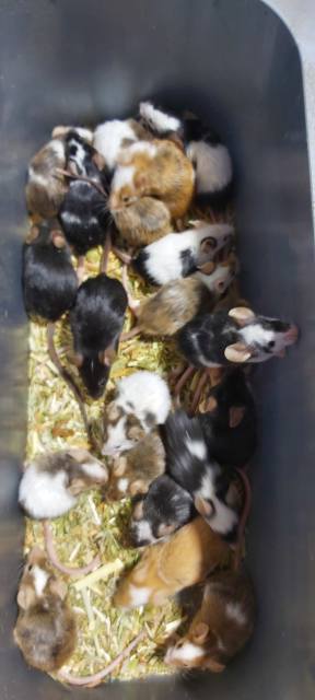 Baby mice | Other Pets | Gumtree Australia Cabonne Area - Eugowra ...