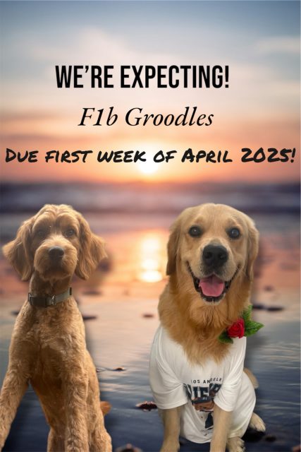 EOI Groodle puppies, DUE first week of April! | Dogs & Puppies ...
