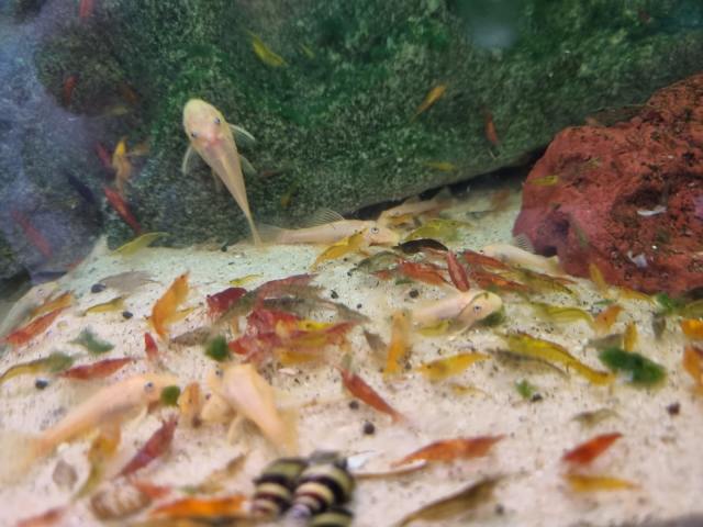 skittle shrimp, L144 pleco, paradise fish, luminatus | Fish | Gumtree ...