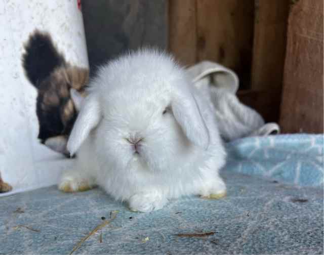 Mini lop pure bred Rabbit | Rabbits | Gumtree Australia Hume Area ...