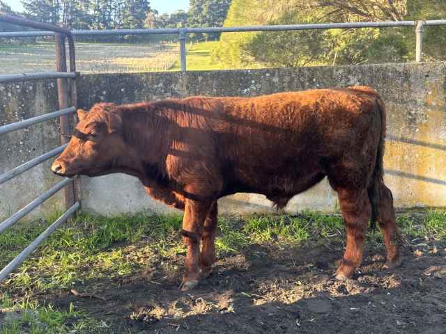 Red angus bull - pure bred. | Livestock | Gumtree Australia Victor ...