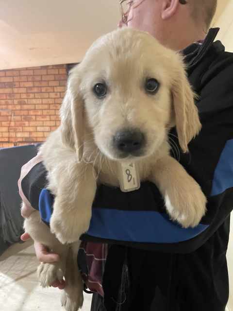 2 BEAUTIFUL MALE PUREBRED GOLDEN RETRIEVER PUPPIES FOR SALE | Dogs ...