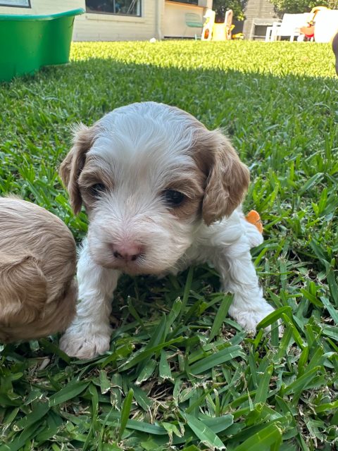 Cavoodle X Smoodle puppy | Dogs & Puppies | Gumtree Australia Maitland ...