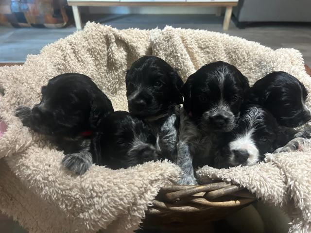 Pure Bred English Cocker Spaniels | Dogs & Puppies | Gumtree Australia ...