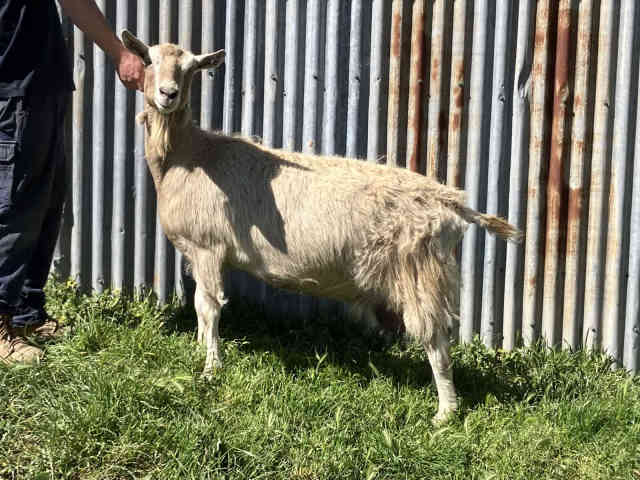 Toggenburg milking doe goats for sale | Livestock | Gumtree Australia ...