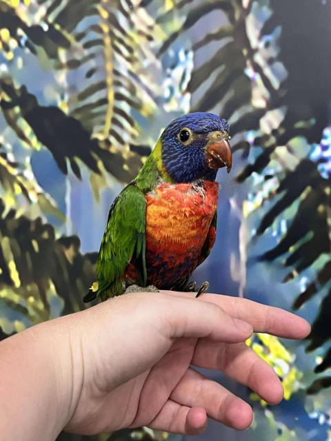 Hand Tamed Rainbow Lorikeets (Friendly Birds) | Birds | Gumtree ...