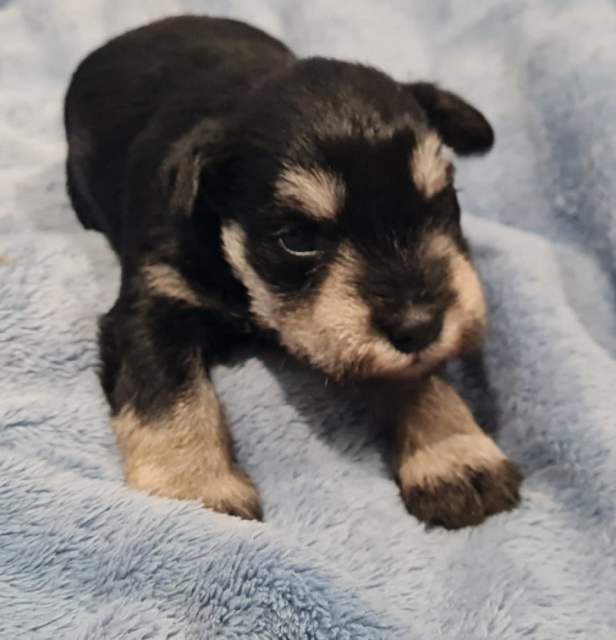 Pure Bred ANKC Miniature Schnauzer Puppies | Dogs & Puppies | Gumtree ...