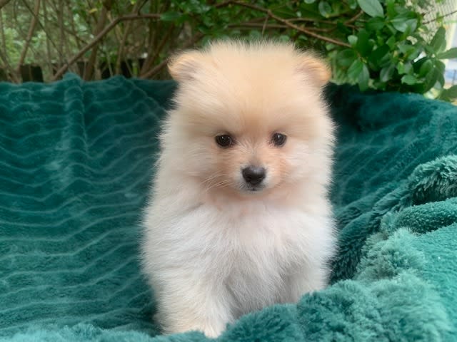 Gorgeous male Pomeranian Puppy Callum | Dogs & Puppies | Gumtree ...