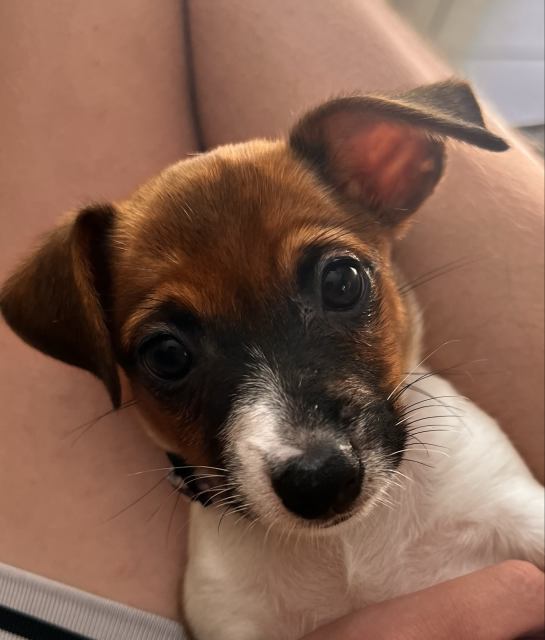 Mini Foxy Female Ready To Go | Dogs & Puppies | Gumtree Australia ...