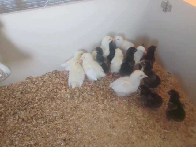 Gold and Silver Laced Wyandotte and Australorp chicks. | Livestock ...