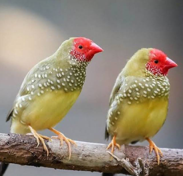 Finches Gouldians, red faced Stars, Strawberries and more | Birds ...