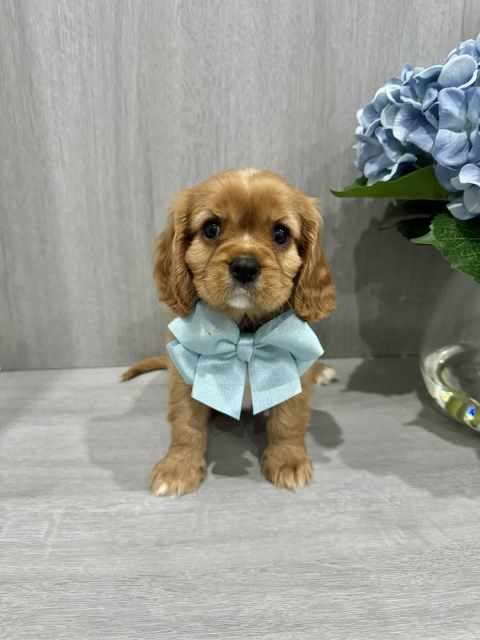 PUPPIES - READY NOW 4 LEFT - DNA Clear - Pure Cavalier King Charles S ...