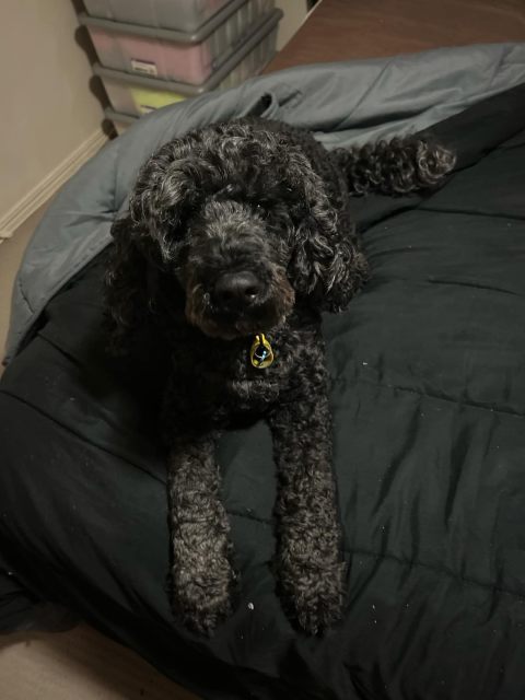 Poodle x cocker spaniel | Dogs & Puppies | Gumtree Australia Ipswich ...