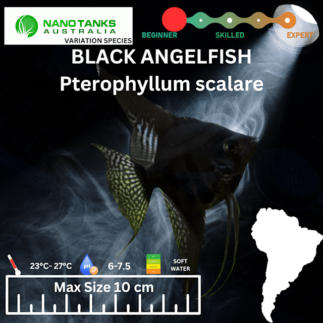 ANGELFISH PLATINUMS BLACKS PINOY BLUE SAPPHIRES AND MANY MORE | Fish ...