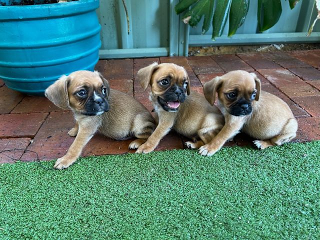pug x cavalier | Dogs & Puppies | Gumtree Australia Bayswater Area ...