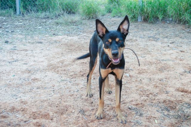 Purebred WKC Registered Kelpie Pup 10 months old | Dogs & Puppies ...