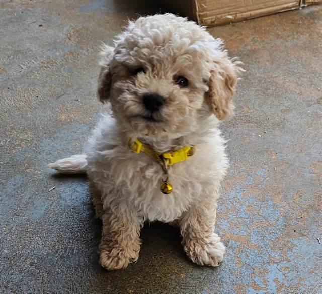 Toy poodle puppies AVAILABLE NOW Purebred DNA clear | Dogs & Puppies ...