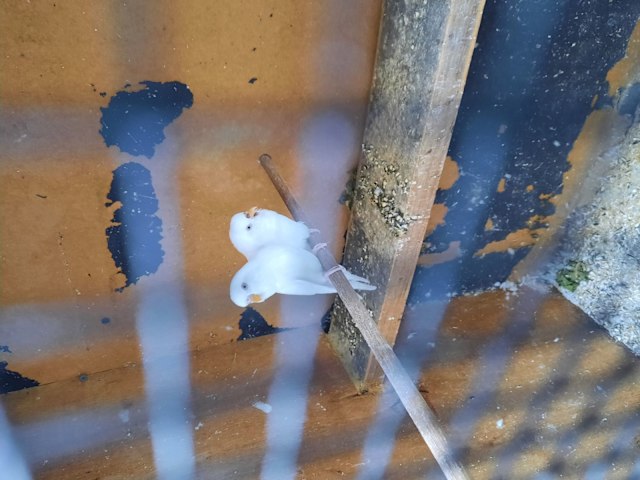 4 pairs of lovebirds and a pair of budgies with 6 nesting boxes and 2 ...