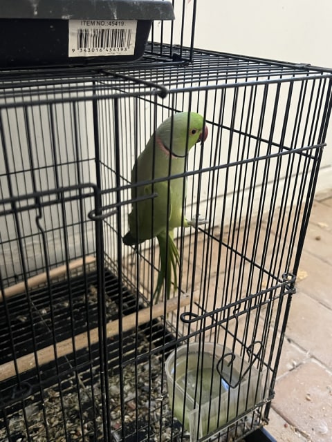 Indian ringneck and pink bourke | Birds | Gumtree Australia Swan Area ...