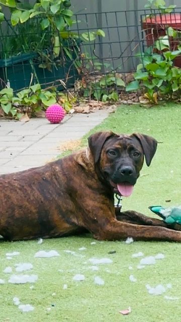 Bull Arab x French mastiff | Dogs & Puppies | Gumtree Australia Kwinana ...