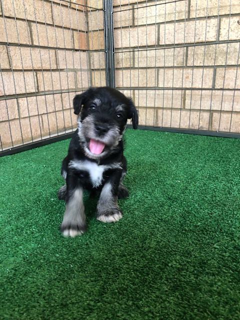 Purebred Mini Schnauzer Pups - ONLY 1 LEFT!! Available 30/4 | Dogs ...