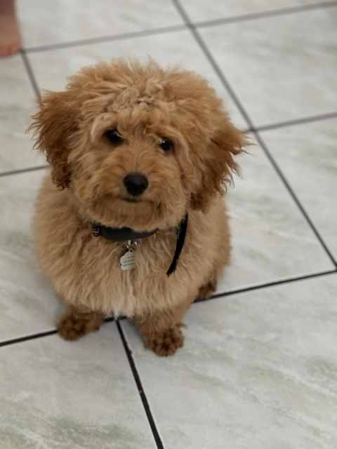 12 weeks old Apricot Cavoodle | Dogs & Puppies | Gumtree Australia ...