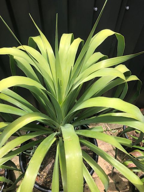 Dracaena Draco Dragon Tree - Plants in Battery Hill QLD | Gumtree Australia