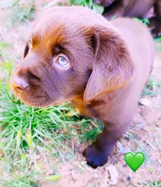 Exceptional Purebred Labrador Pups: 2 BOYS💙 with FREE PET INSURANCE ...