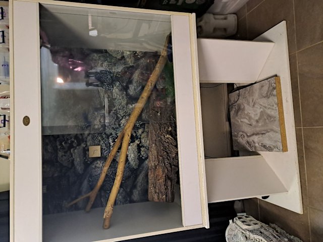 Breeding Pair Adult Jungle pythons | Reptiles & Amphibians | Gumtree ...