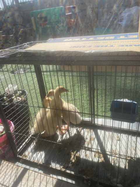 Duck baby for sale | Birds | Gumtree Australia Gungahlin Area - Bonner ...