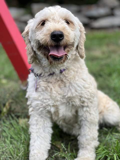 Topaz - Groodle Medium Female | Dogs & Puppies | Gumtree Australia ...