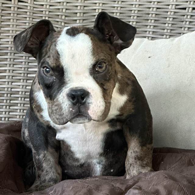 Mini exotic bully | Dogs & Puppies | Gumtree Australia Logan Area ...