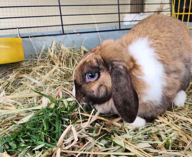 mini lop female bunny rabbit | Rabbits | Gumtree Australia Wollongong ...